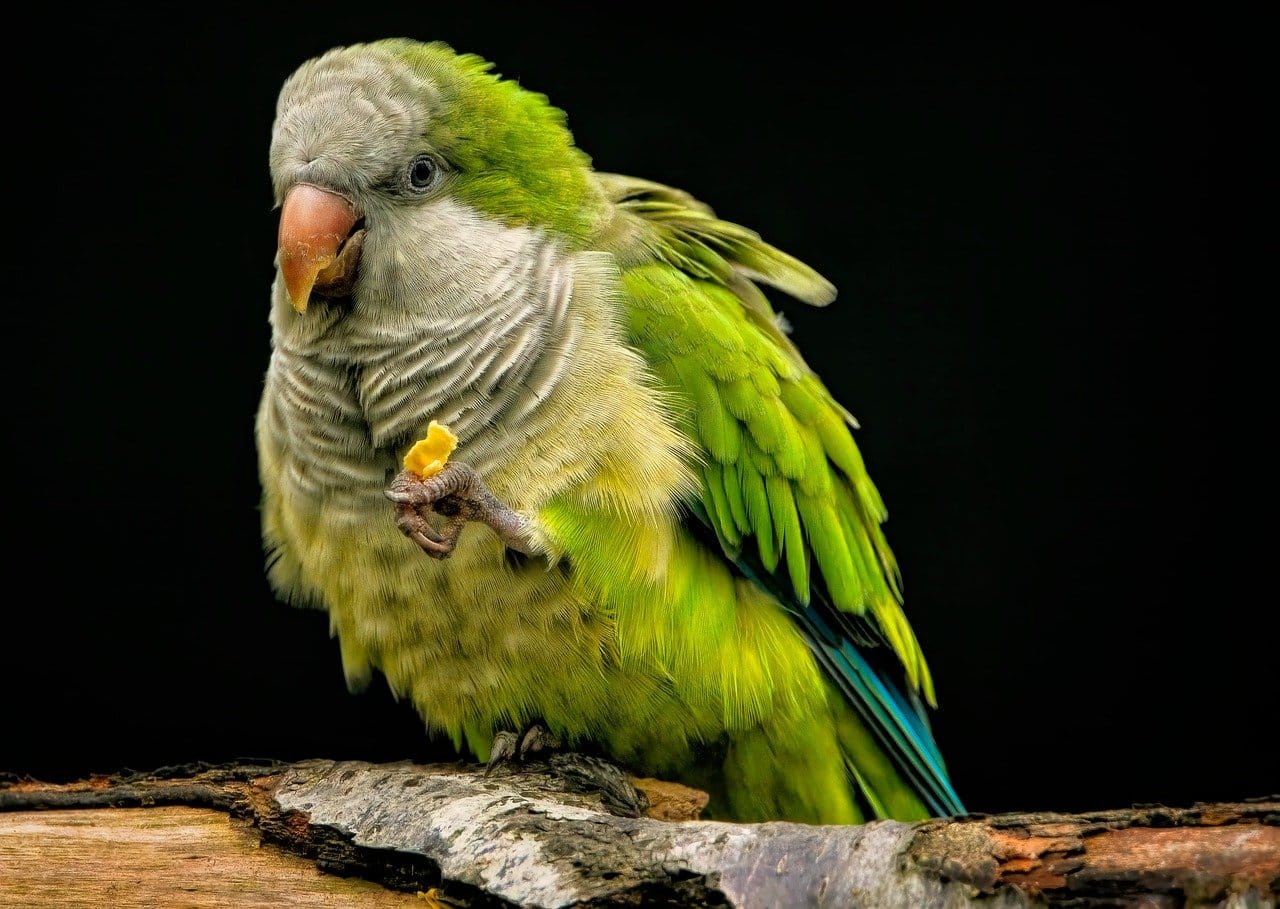 Quaker Parrot: The Social Architect of the Bird World - Exotic Pet Haven