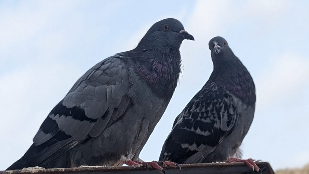 How Do Birds Mate? A Guide to Avian Reproduction - Exotic Pet Haven