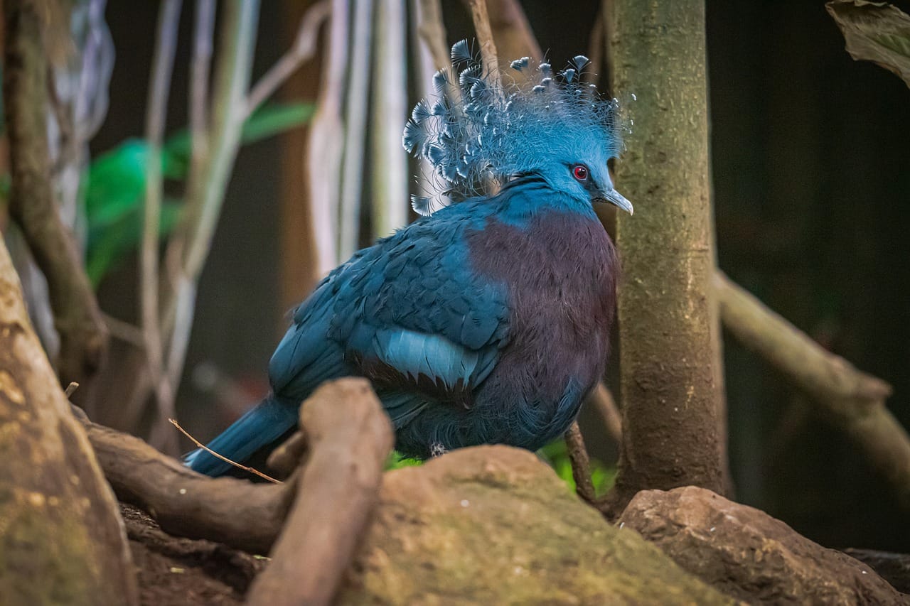 Victoria Crowned Pigeon: The Regal Beauty of the Bird World - Exotic ...