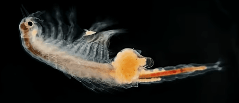 What do fully grown sea monkeys eat and how to feed them